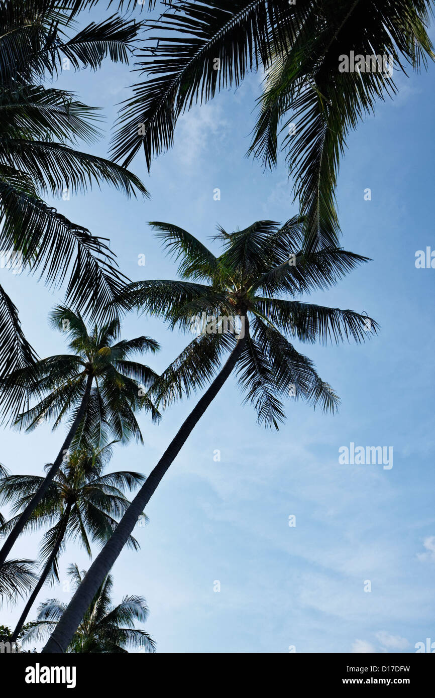 Thailand, Koh Samui (Samui Island), coconut trees on the beach Stock ...