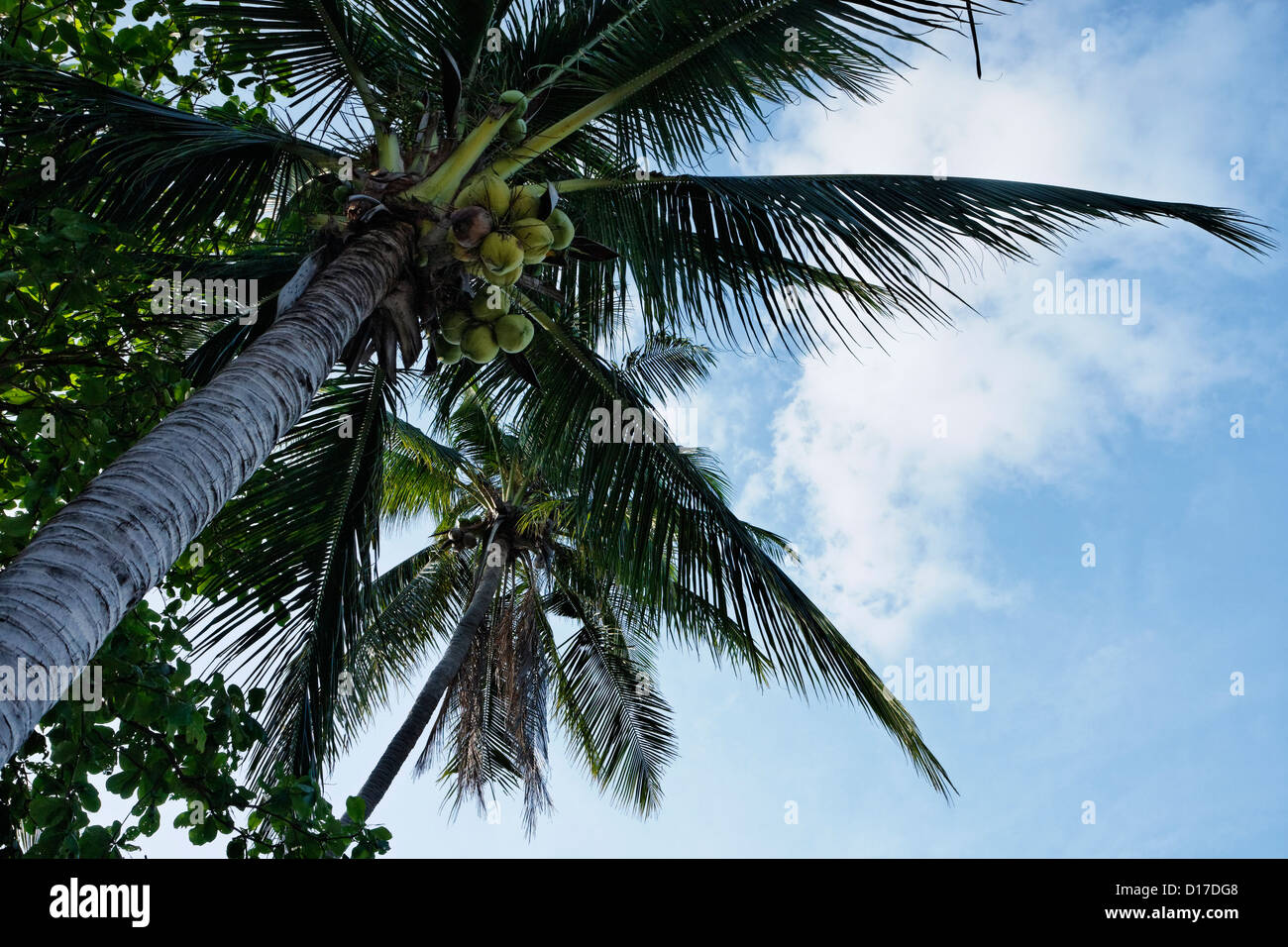 Thailand, Koh Samui (Samui Island), coconut trees on the beach Stock ...