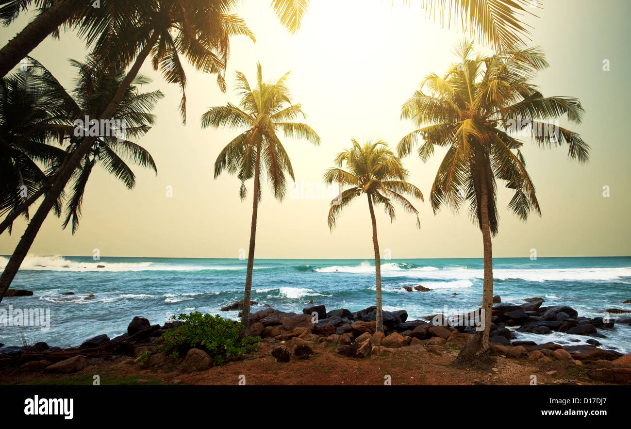 Tropical beach at sunset Stock Photo - Alamy