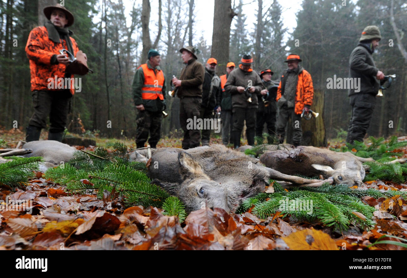 Killed deer lie in front of the hunters after a hunt in Aukrug-Homfeld ...