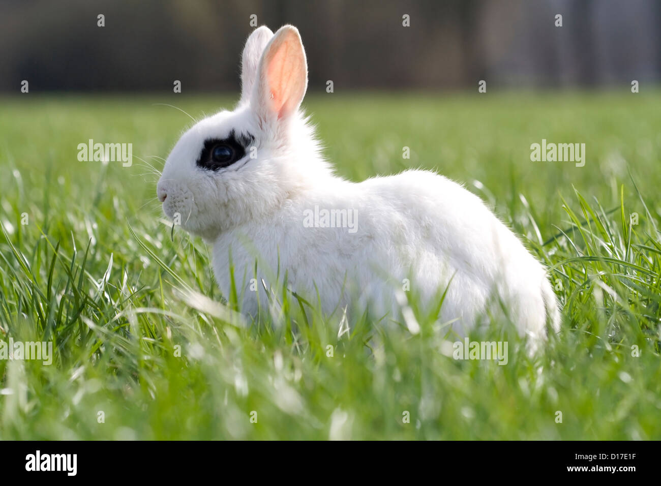 feral domesticated rabbit in meadow, Netherlands Stock Photo - Alamy