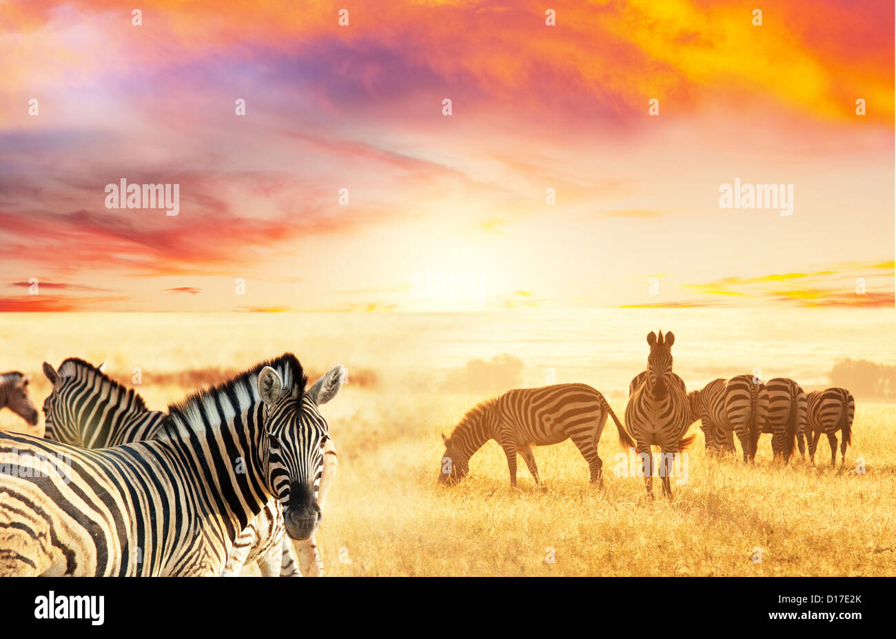 zebras at sunset Stock Photo - Alamy