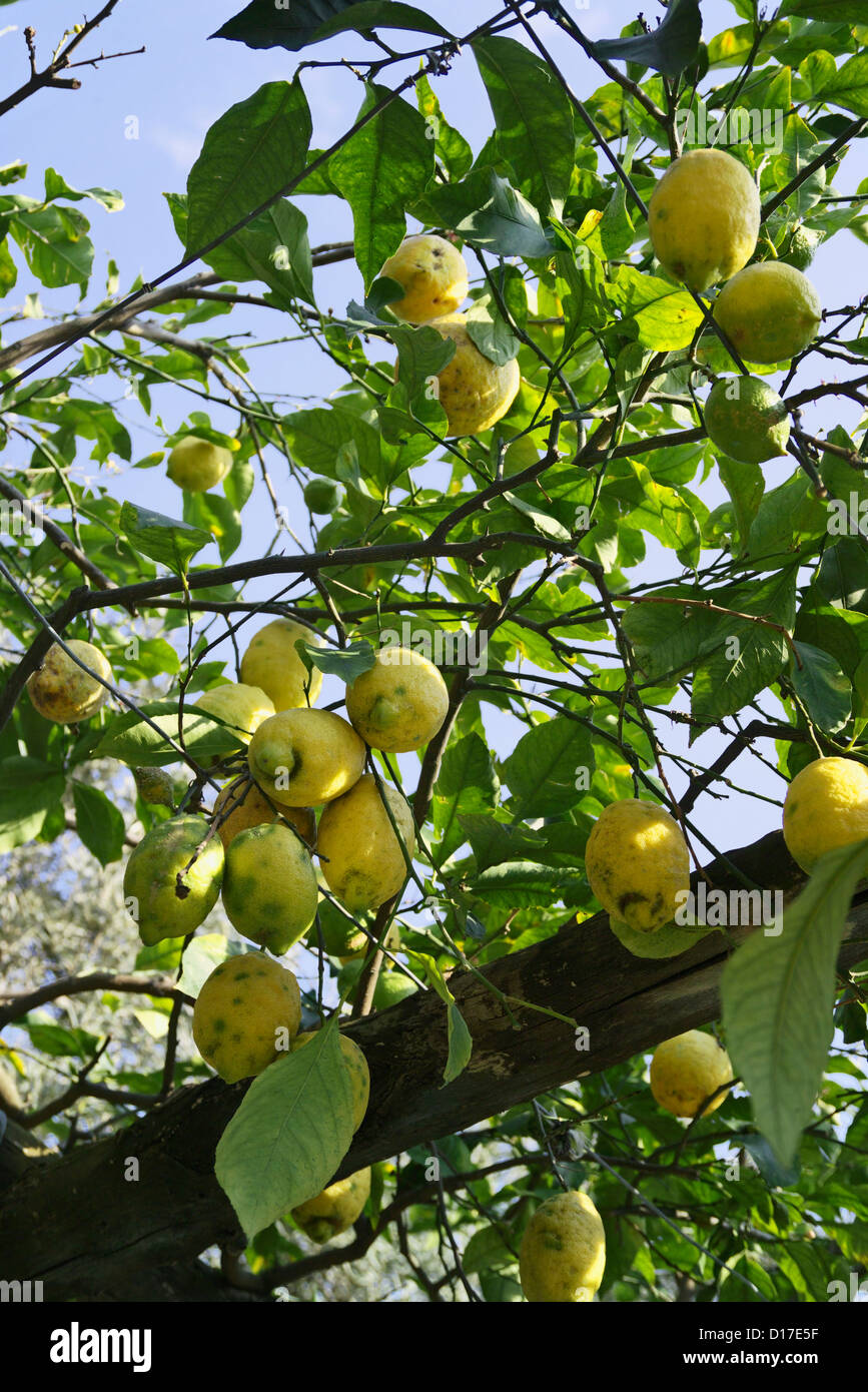 ITALY, Campania, Ischia island, mediterranean lemon tree Stock Photo ...