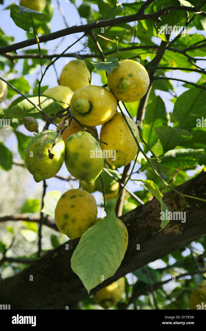 Ischia fruit hi-res stock photography and images - Alamy