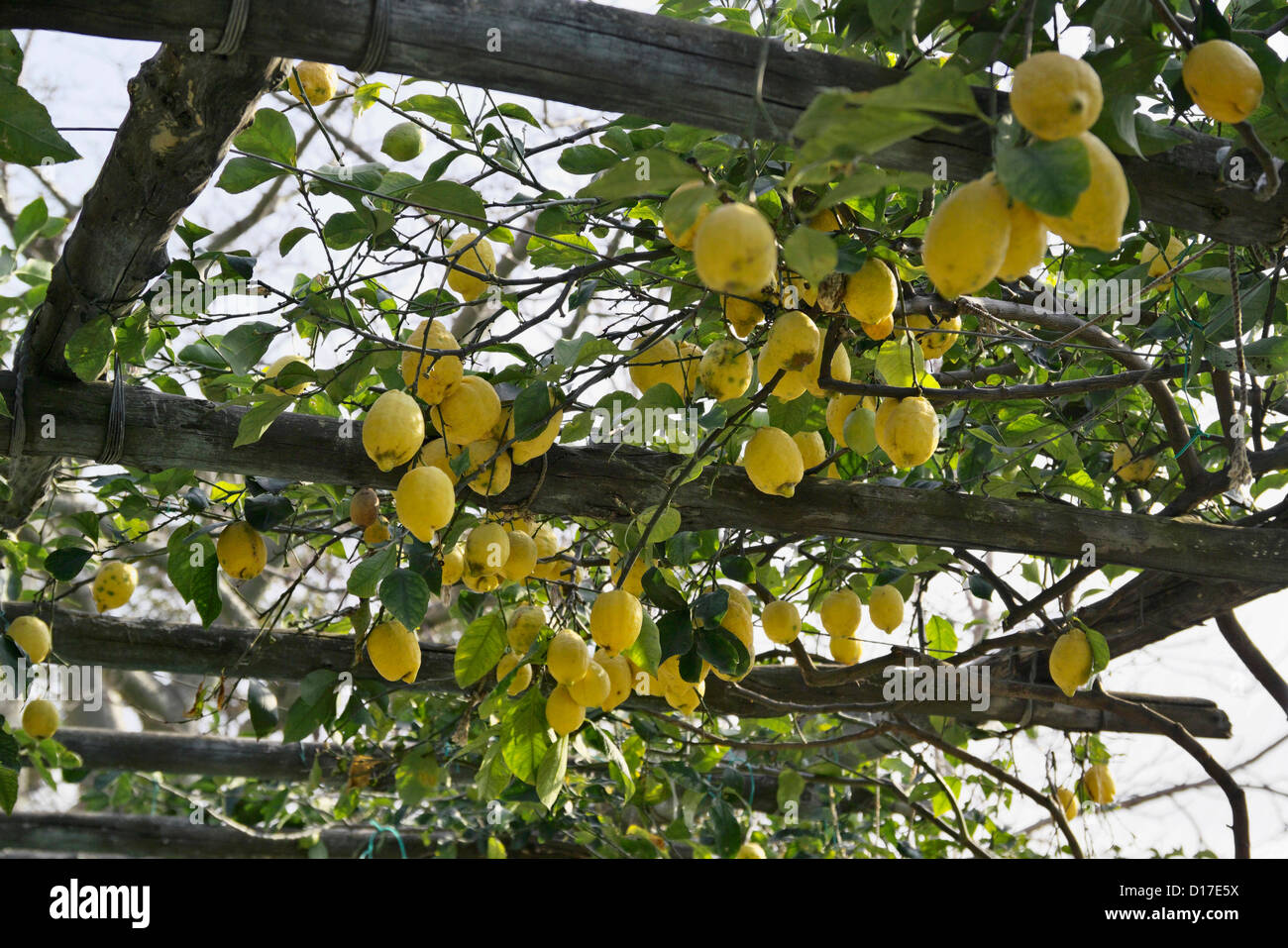 Ischia fruit hi-res stock photography and images - Alamy