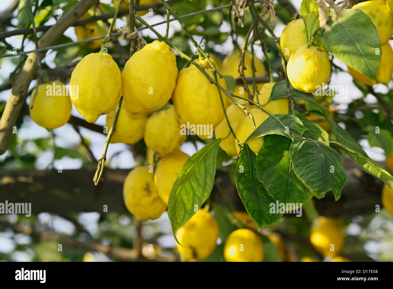 ITALY, Campania, Ischia island, mediterranean lemon tree Stock Photo ...