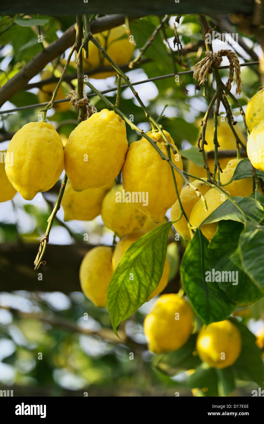 ITALY, Campania, Ischia island, mediterranean lemon tree Stock Photo ...