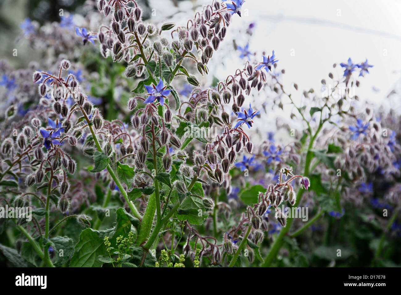 ITALY, Lazio, countryside, borage plant and flowers Stock Photo - Alamy