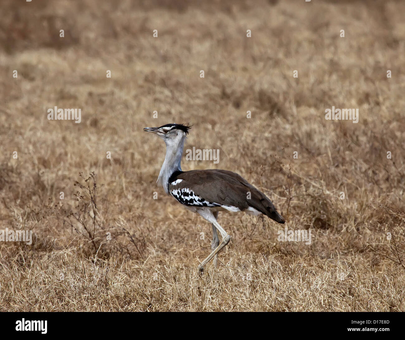 East fowl river hi-res stock photography and images - Alamy