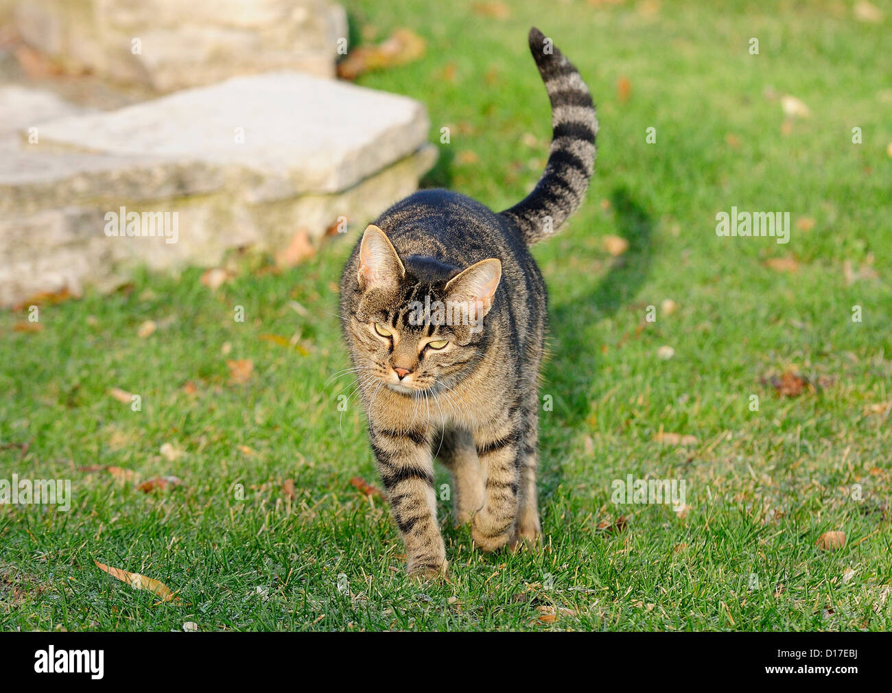 Domestic tabby cat on the prowl Stock Photo - Alamy