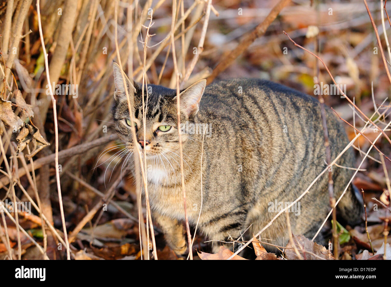Domestic tabby cat on the prowl Stock Photo - Alamy