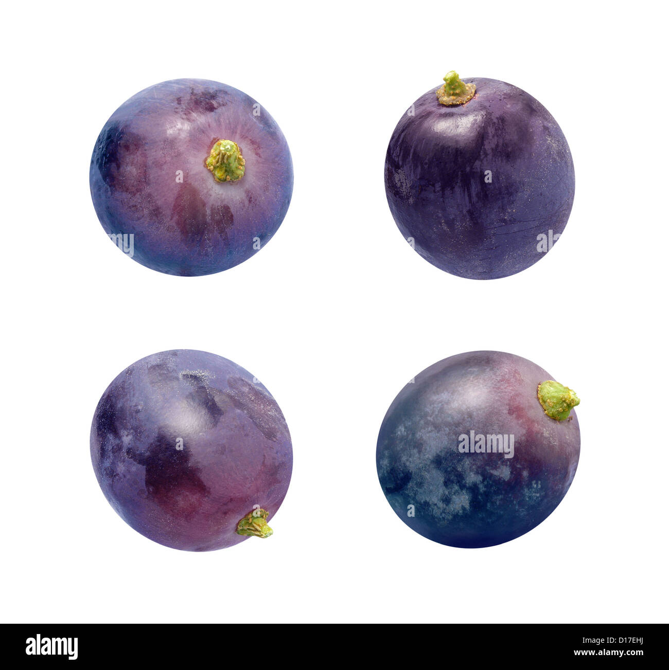 Concord grapes isolated on hi-res stock photography and images - Alamy