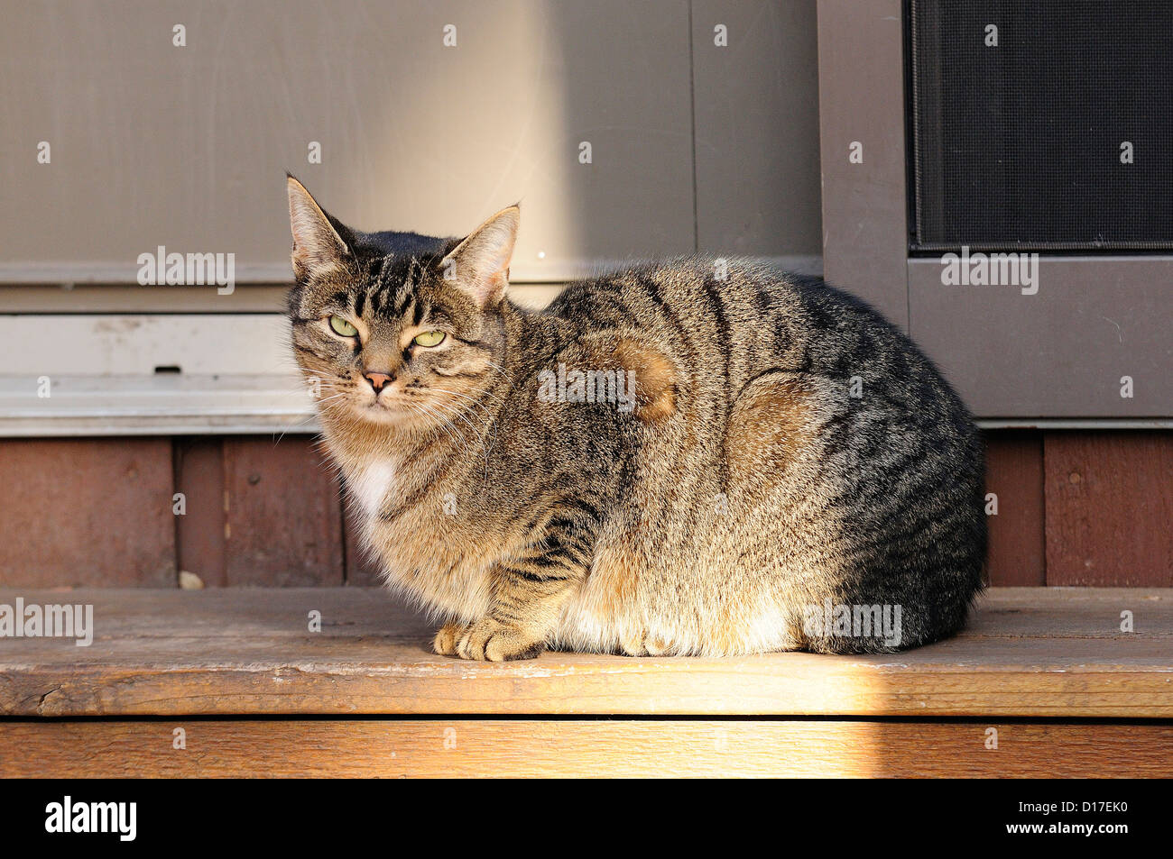 Domestic tabby cat sunning itself on patio steps Stock Photo - Alamy