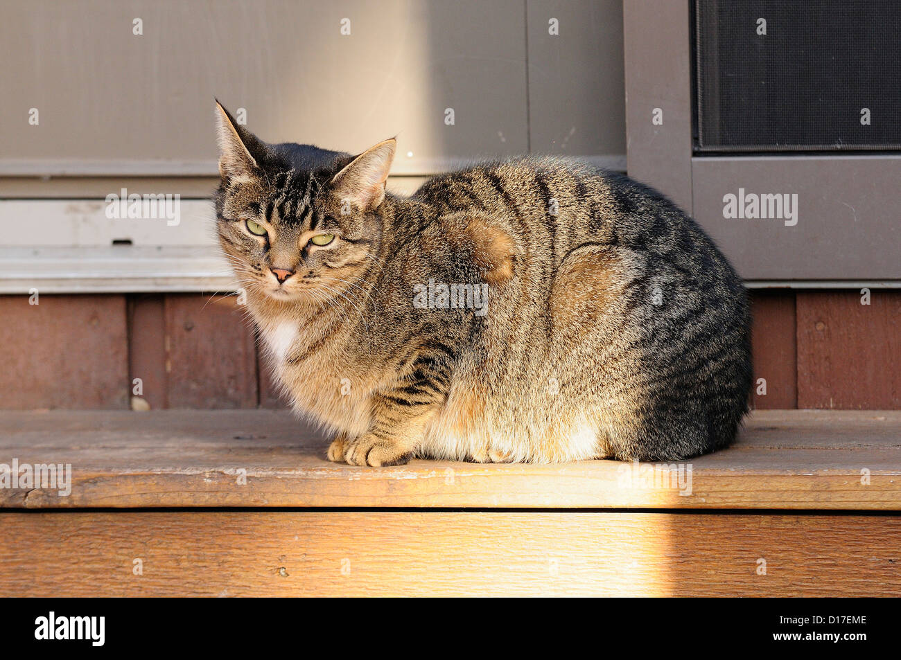 Domestic tabby cat sunning itself on patio steps Stock Photo - Alamy