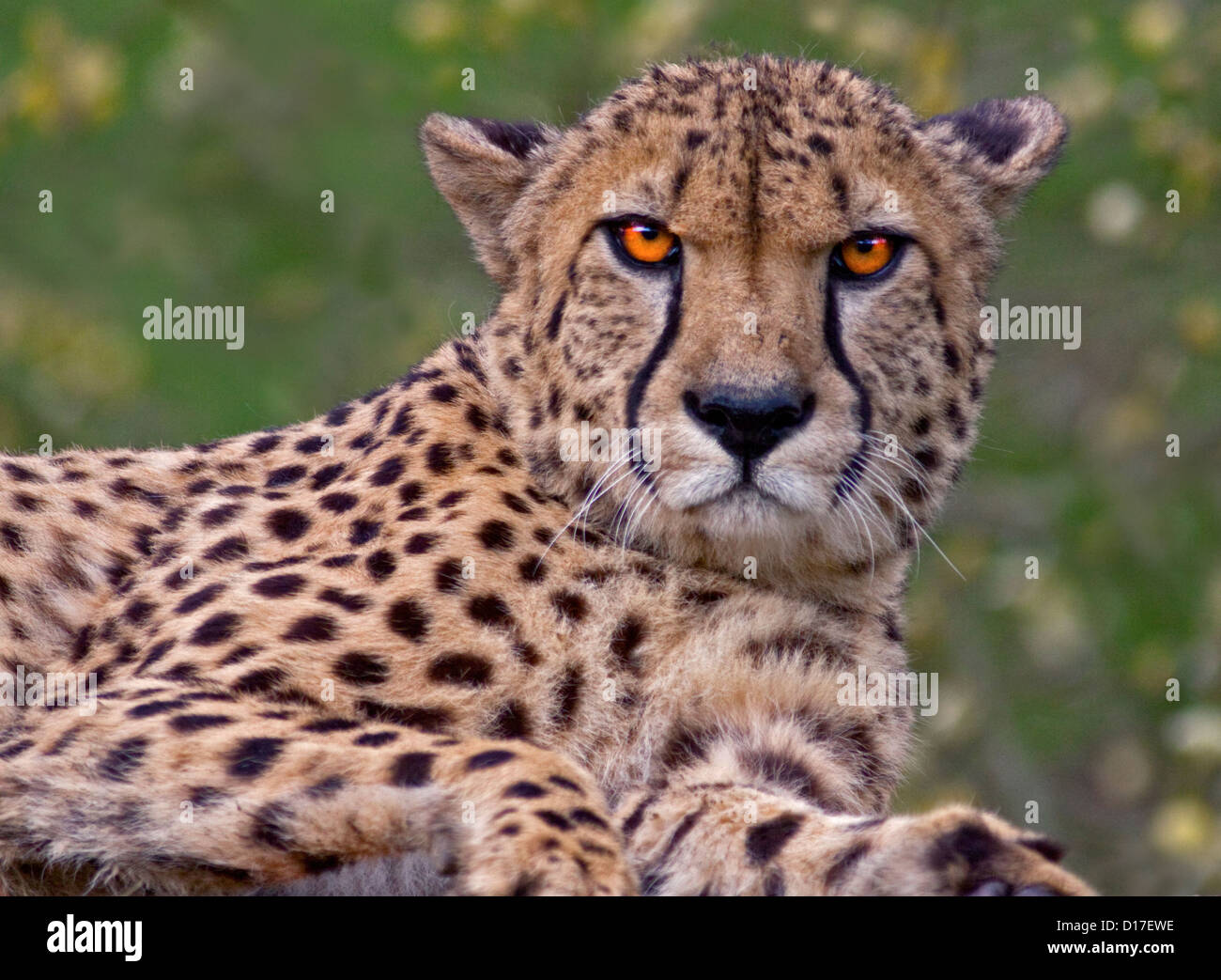 Cheetah (acinonyx jubatus Stock Photo - Alamy