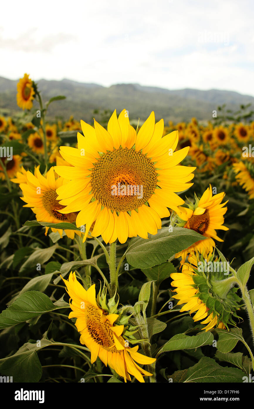 Sunflower pics hi-res stock photography and images - Alamy
