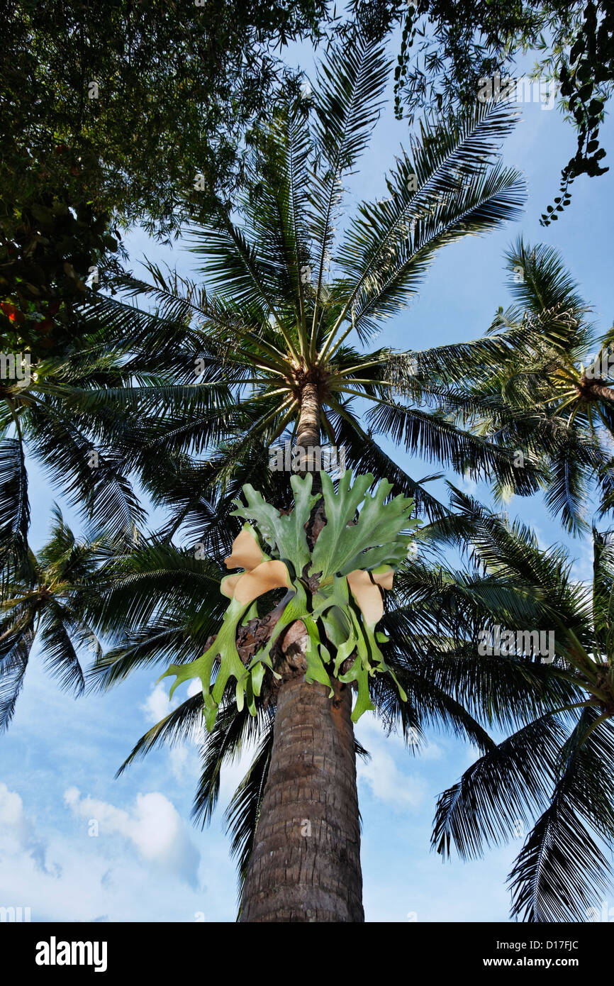 Thailand, Koh Samui (Samui Island), coconut trees on the beach Stock ...