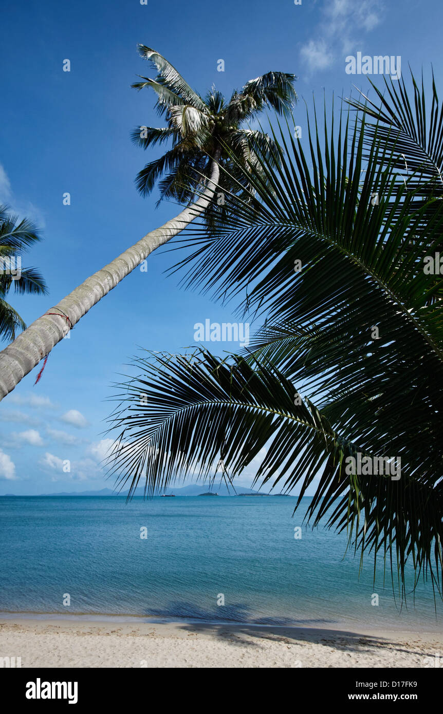 Thailand, Koh Samui (Samui Island), coconut trees on the beach Stock ...