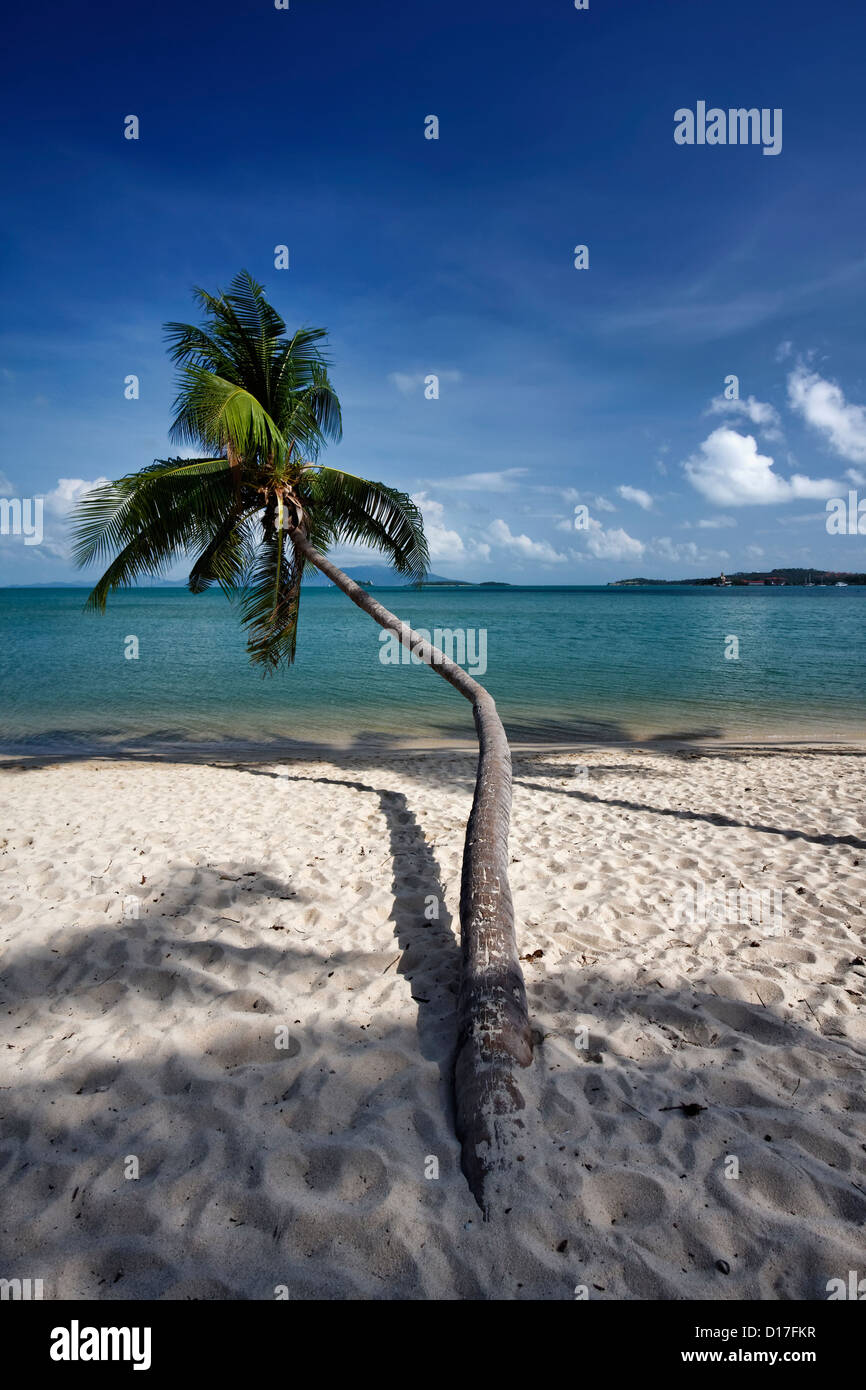 Thailand, Koh Samui (Samui Island), coconut tree on the beach Stock ...