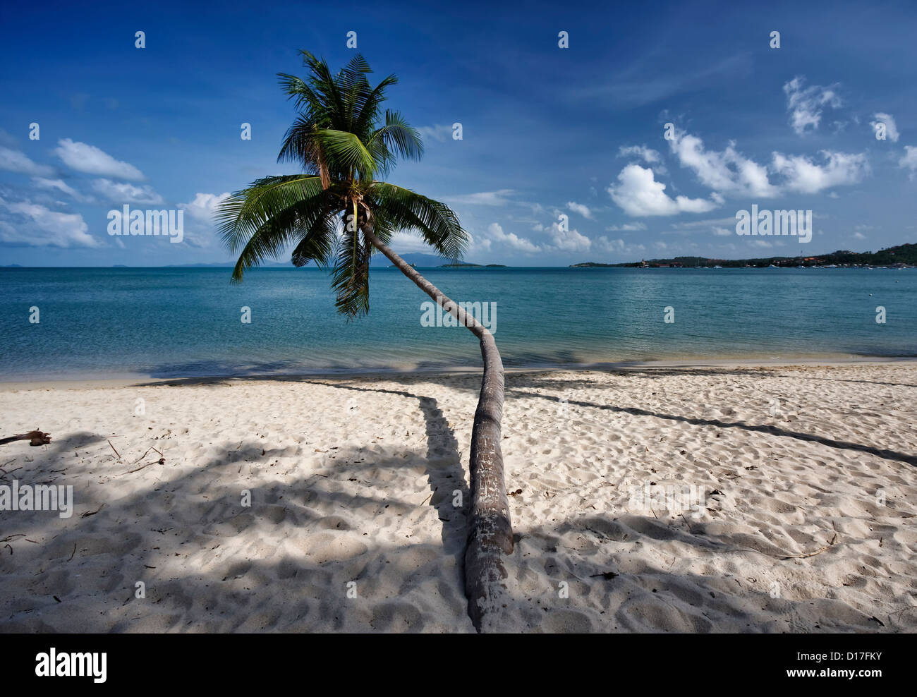 Thailand, Koh Samui (Samui Island), coconut trees on the beach Stock ...