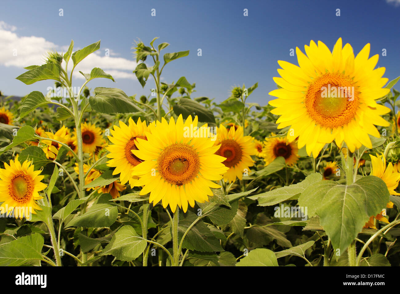 Sunflower pics hi-res stock photography and images - Alamy