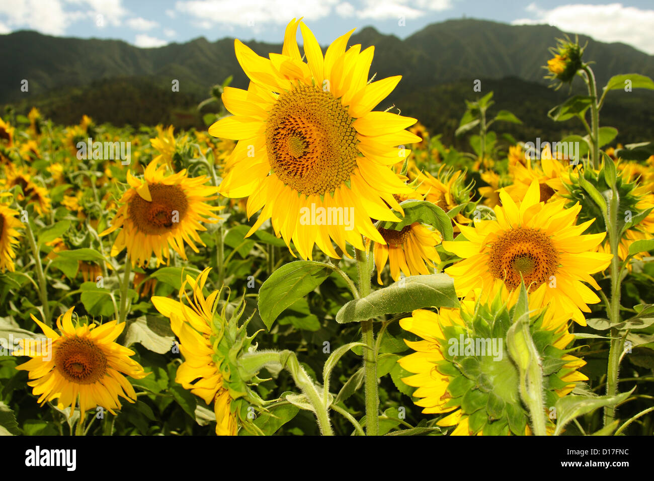 Hawaii, Oahu, North Shore, Sunflower Field Stock Photo - Alamy