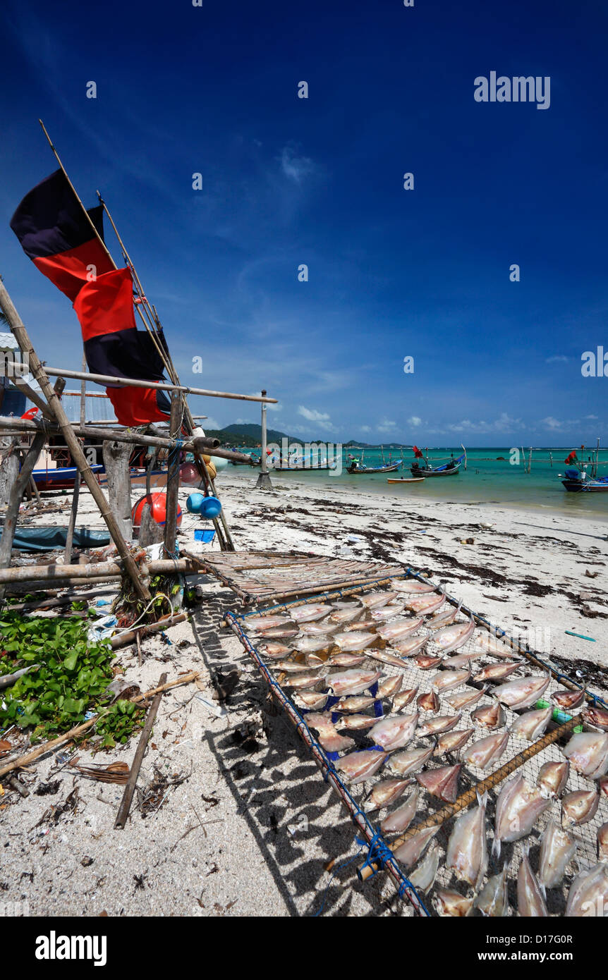 Thailand, Koh Samui (Samui Island), local fishing boats and fish drying ...