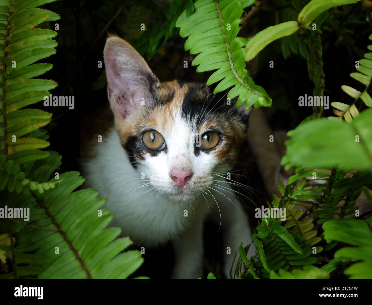 A Portrait of a Kitten Stock Photo - Alamy