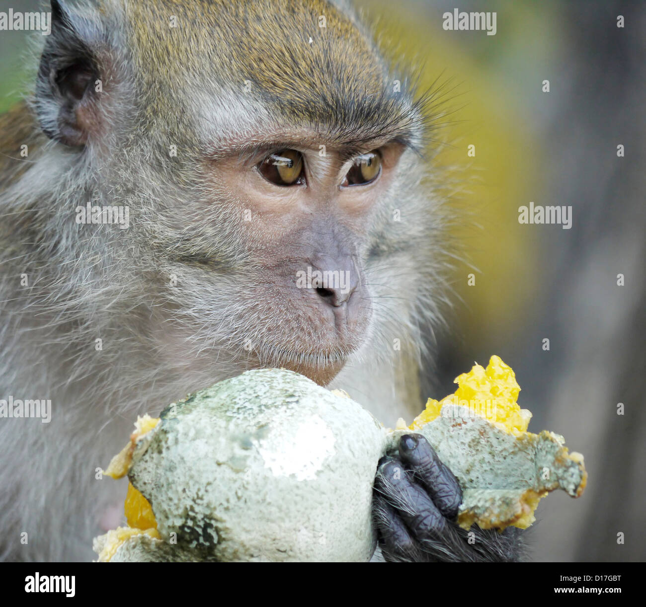 A Portrait of a Monkey and an Orange Stock Photo - Alamy