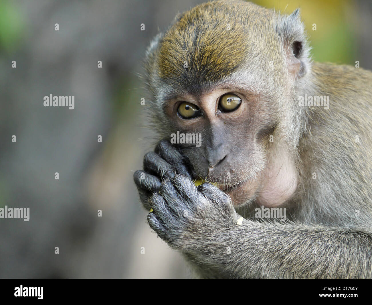 A Portrait of a Monkey and a Pear Stock Photo - Alamy