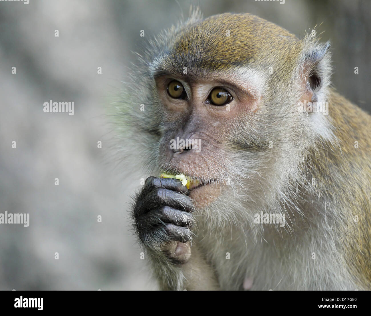 Portrait monkey pear hi-res stock photography and images - Alamy
