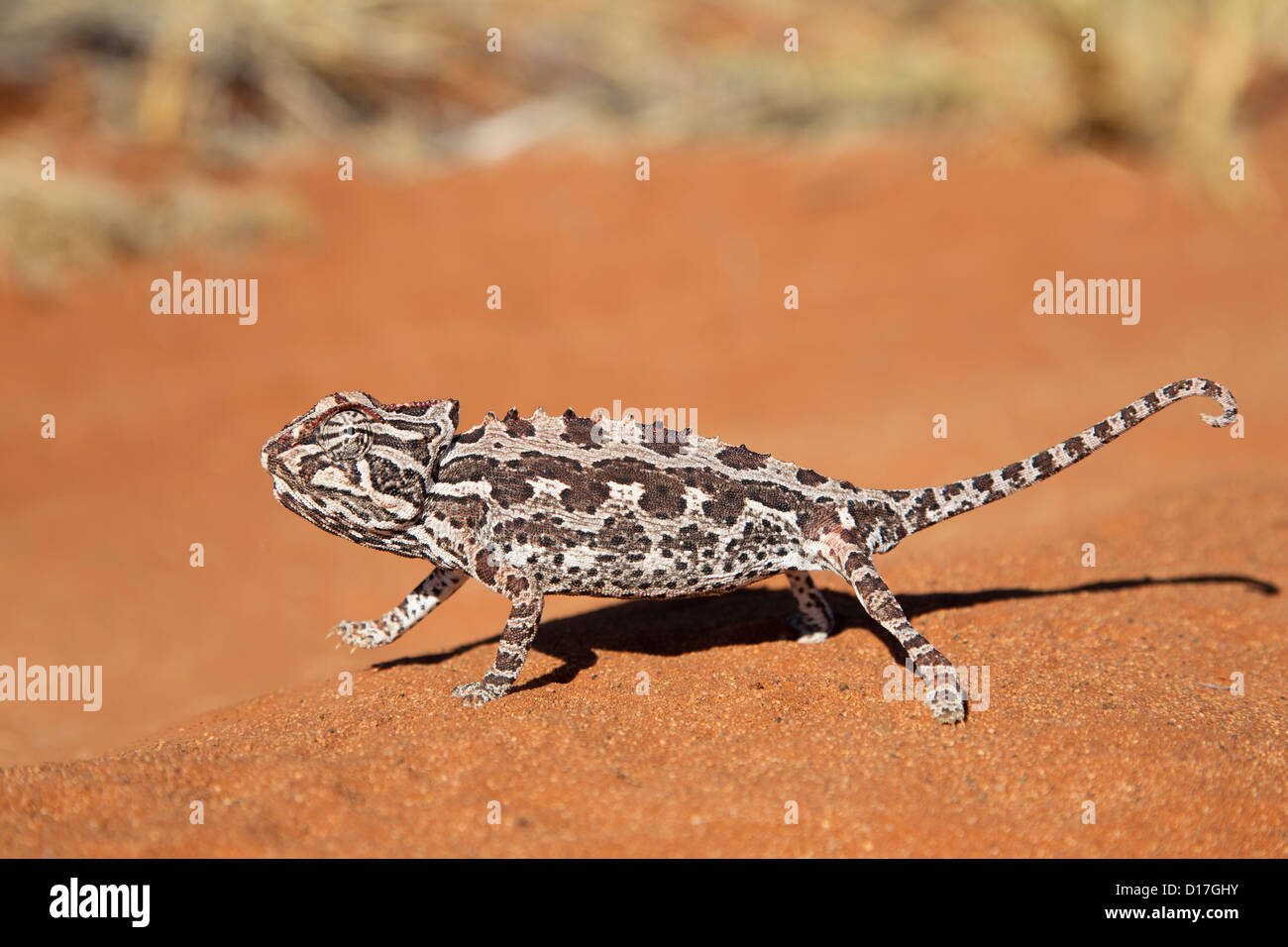 Namaqua Desert Chameleon in Namibia Stock Photo - Alamy