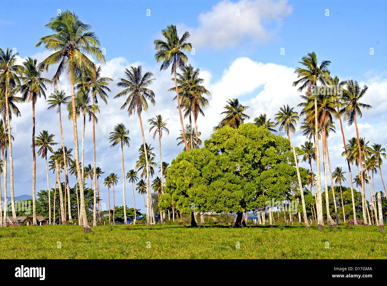 Vanuatu palm hi-res stock photography and images - Alamy