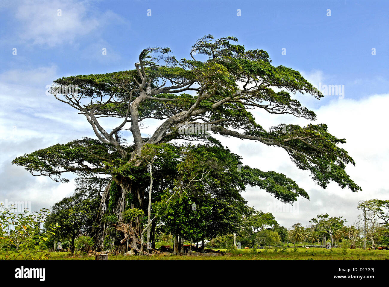 giant tropical tree Vanuatu Oceania Stock Photo - Alamy