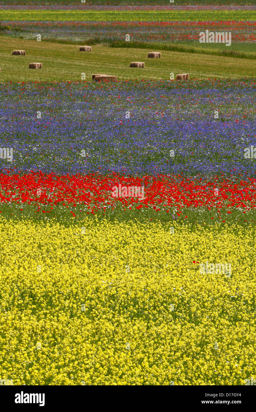 Lentils field hi-res stock photography and images - Alamy