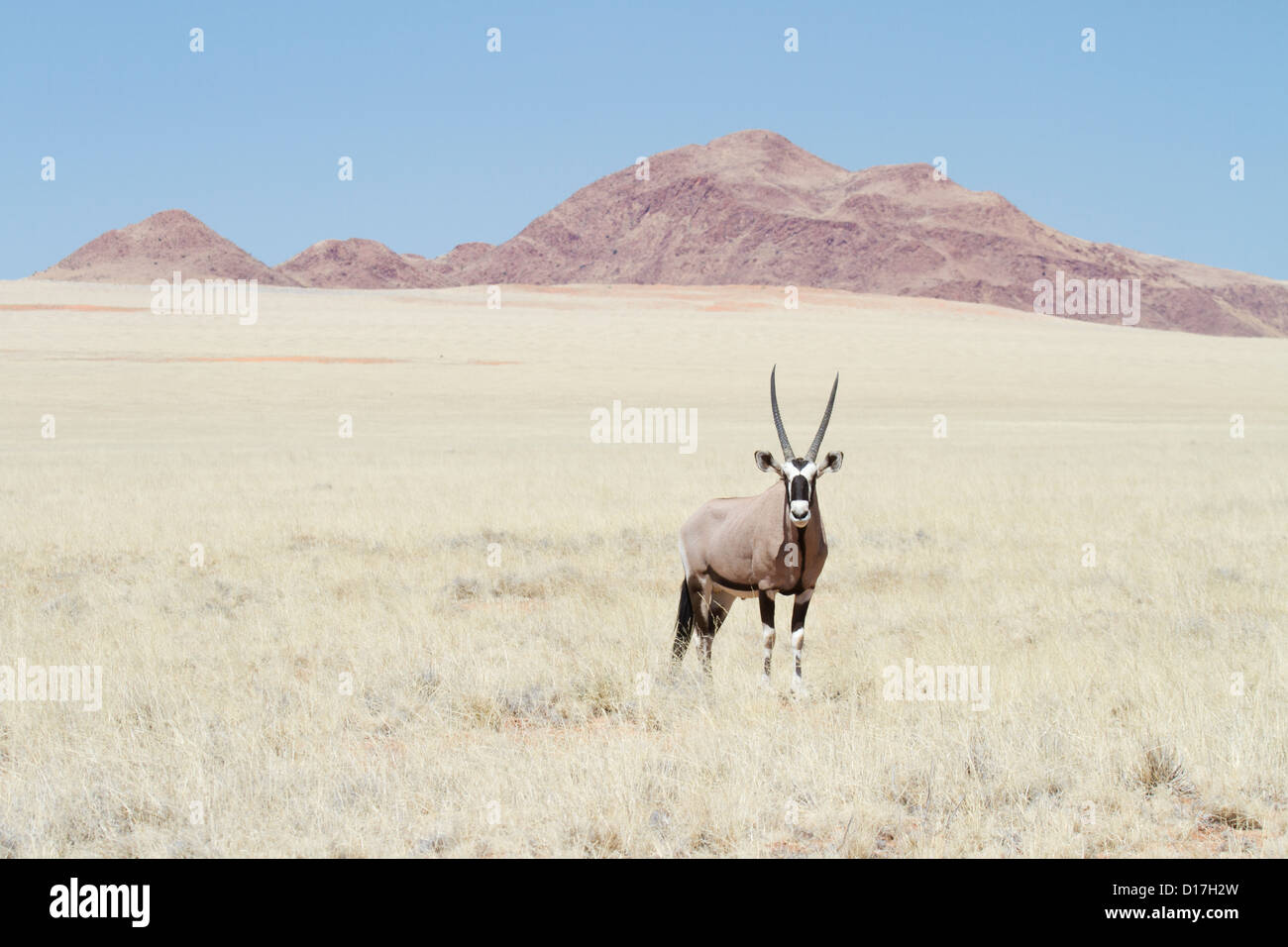 Animals of the semi desert hi-res stock photography and images - Alamy
