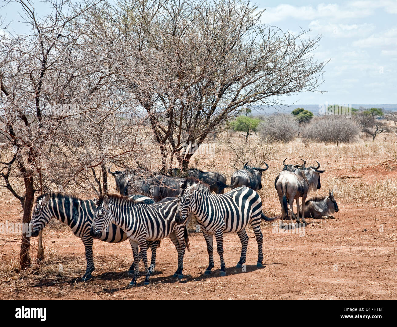 Elephant and giraffe together hi-res stock photography and images - Alamy