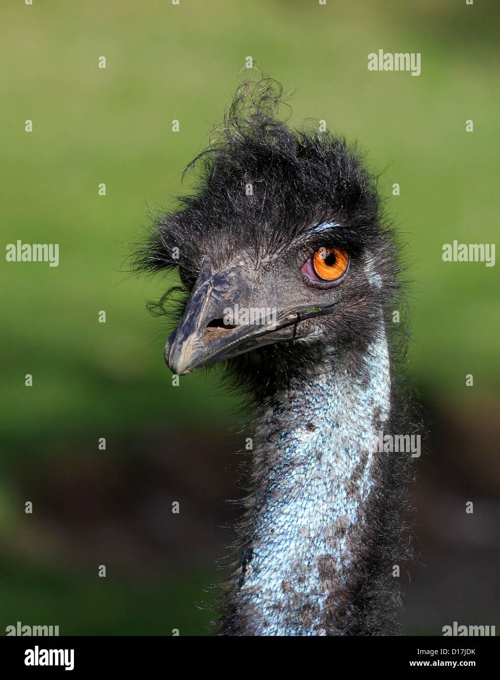 Close up of Emu Stock Photo - Alamy