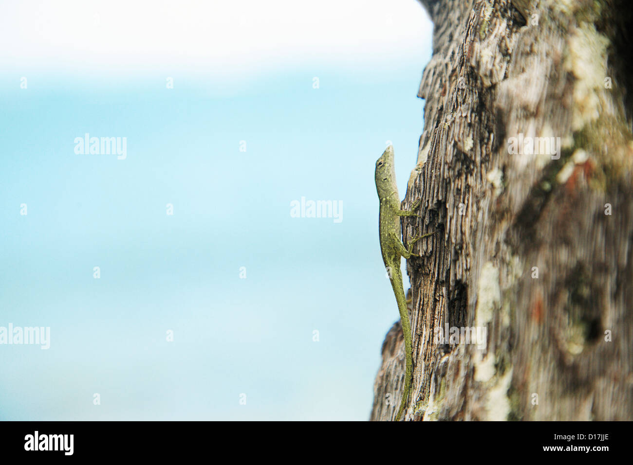 Hawaii, Green Anole Lizard On A Tree Bark Stock Photo - Alamy