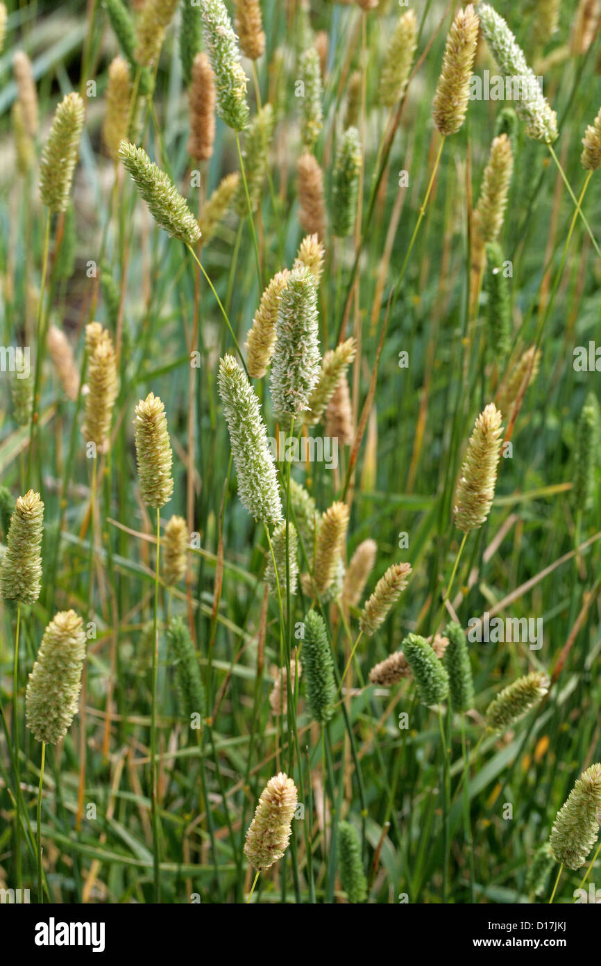 Bulbous Canary Grass, Phalaris aquatica, Poaceae. S. Europe, Australia ...