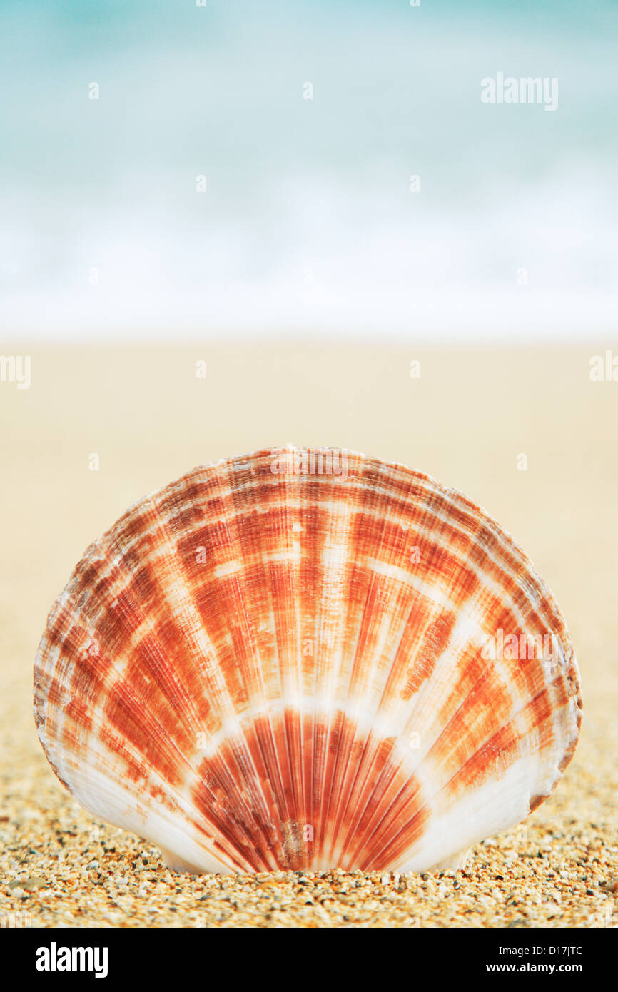 Hawaii, Oahu, Brown And White Clam Shell On Sand Stock Photo - Alamy