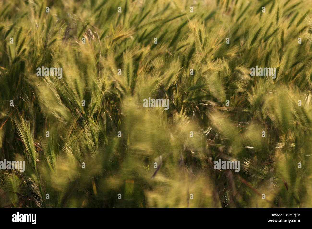 False barley hi-res stock photography and images - Alamy