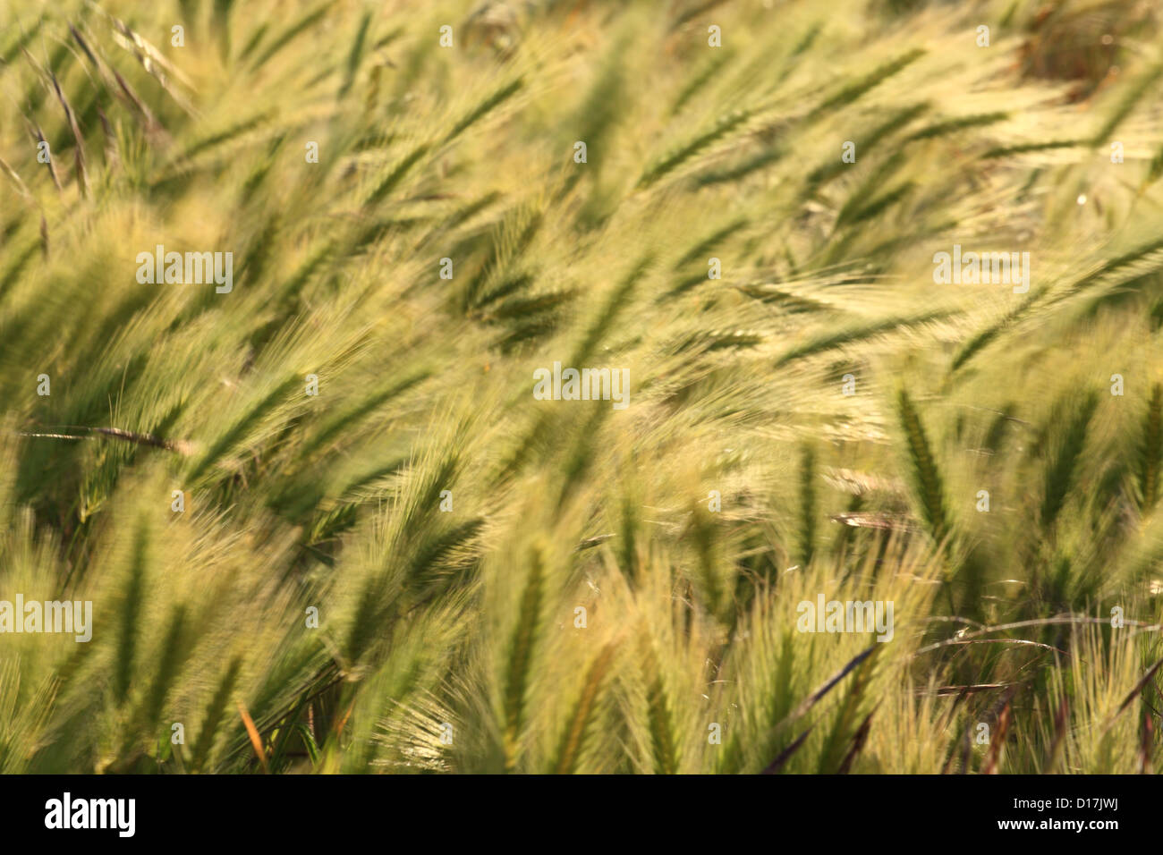 Wall barley (Hordeum murinum) facing wind, location Male Karpaty ...