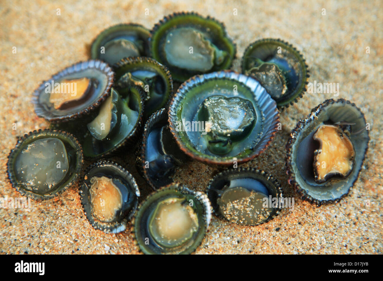 Saltwater limpet hi-res stock photography and images - Alamy