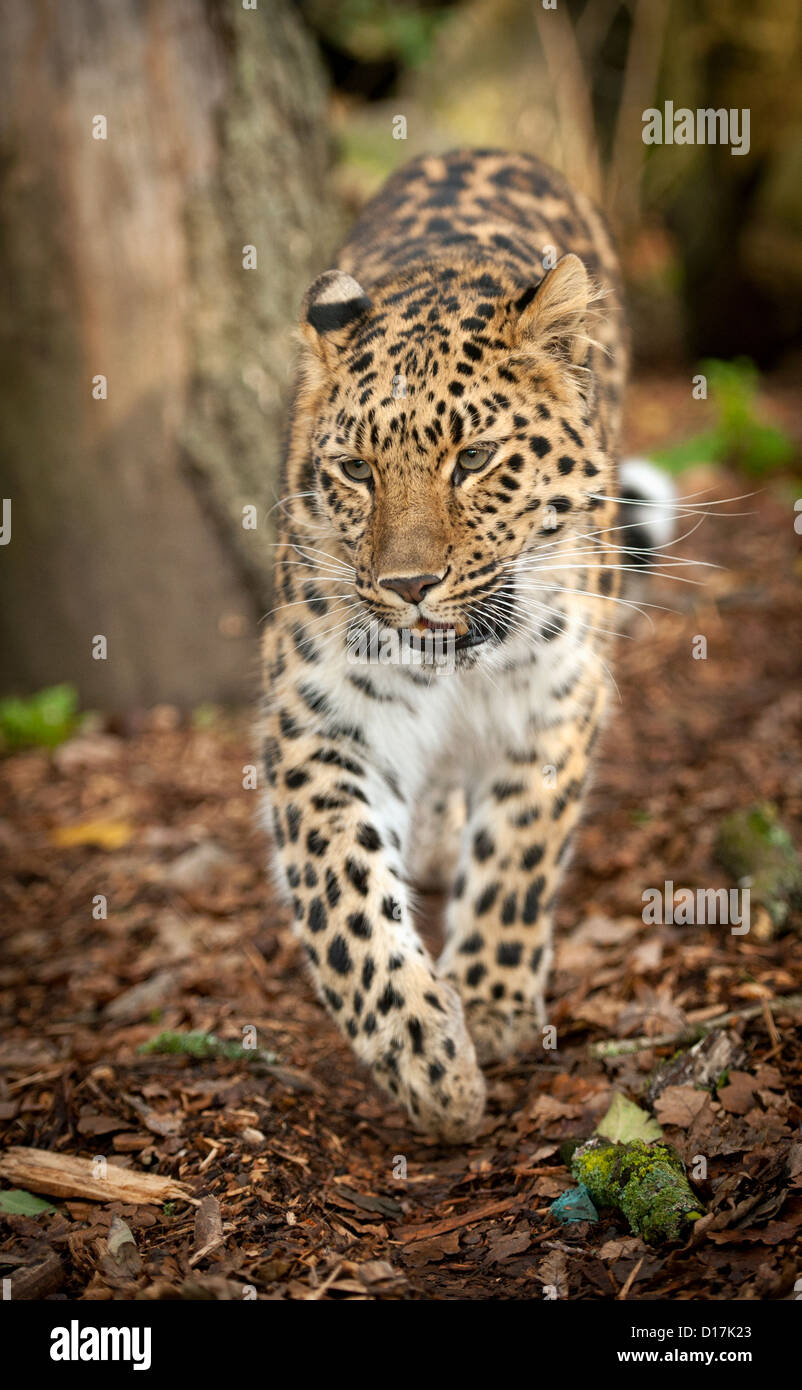 Female Amur leopard walking towards camera Stock Photo - Alamy