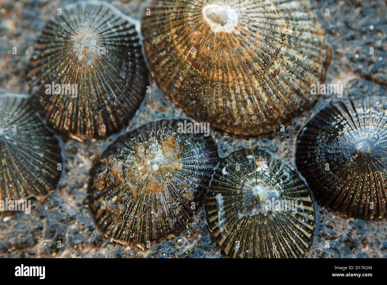 Hawaii, Oahu, A Bunch Of Fresh Limpets Opihi Laying On A Rock Stock ...
