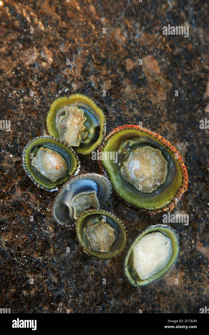 Saltwater limpet hi-res stock photography and images - Alamy