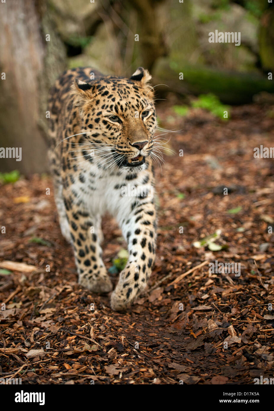 Leopard Walking