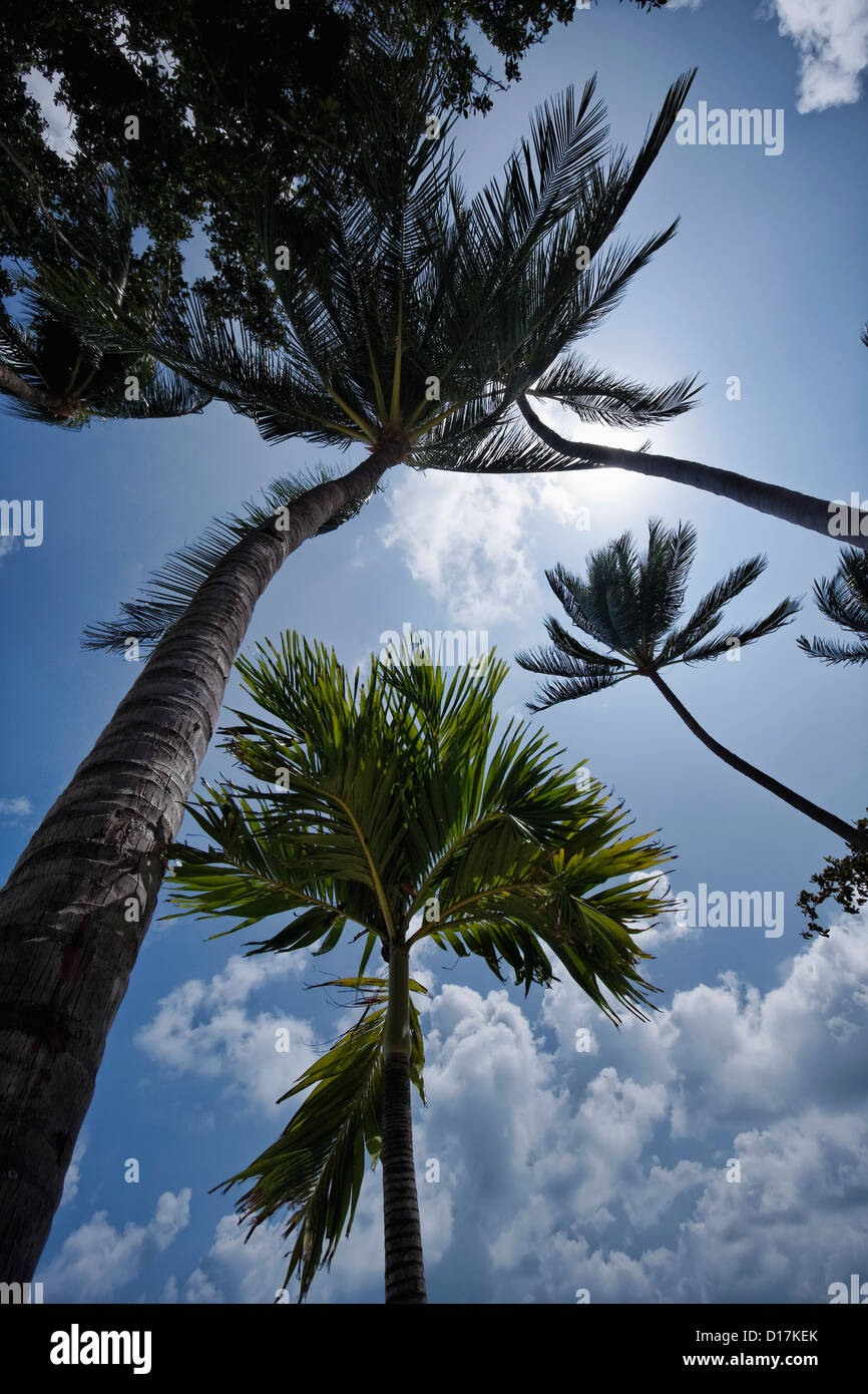 Thailand, Koh Samui (Samui Island), coconut palm trees on the beach ...