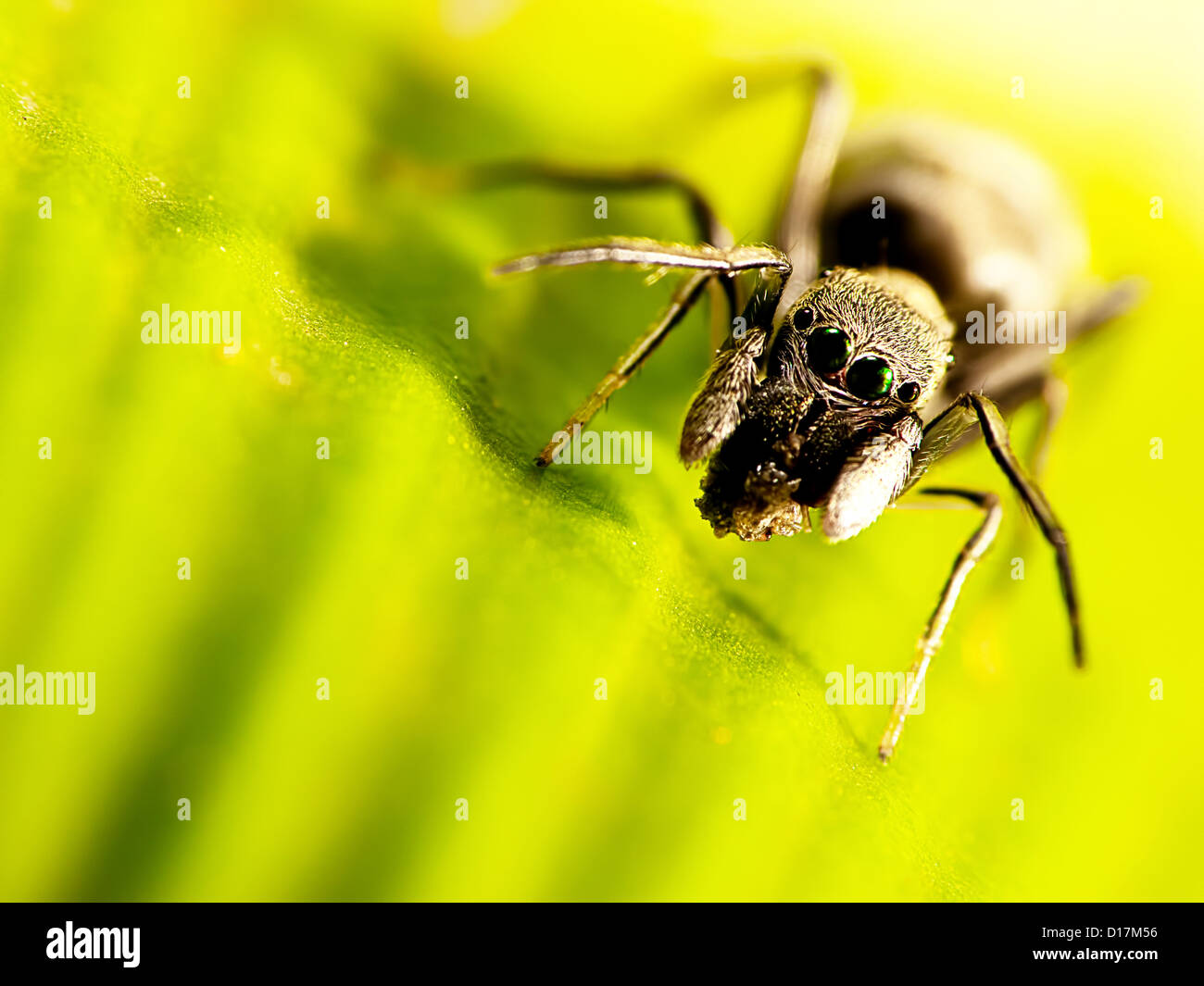 ANT with nice background for adv or others purpose use Stock Photo - Alamy